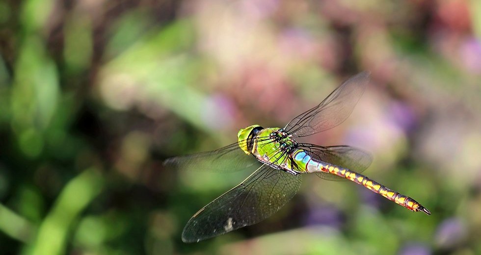 Flight | Society for Odonate Studies