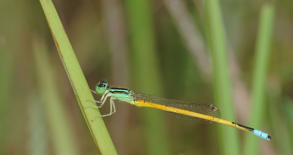 Odonates of Kerala | Society for Odonate Studies