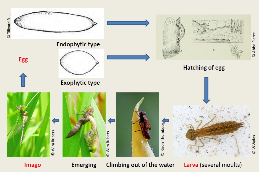 About Odonates | Society for Odonate Studies