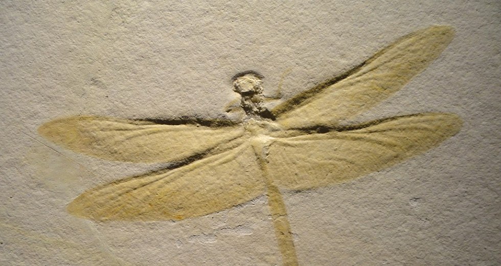 Evolution | Society for Odonate Studies