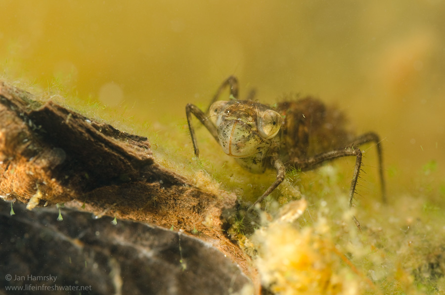 Nymph | Society for Odonate Studies